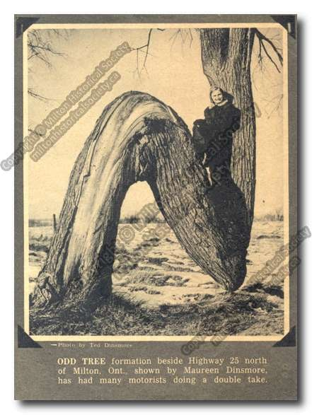 The Crooked Tree – Milton Historical Society